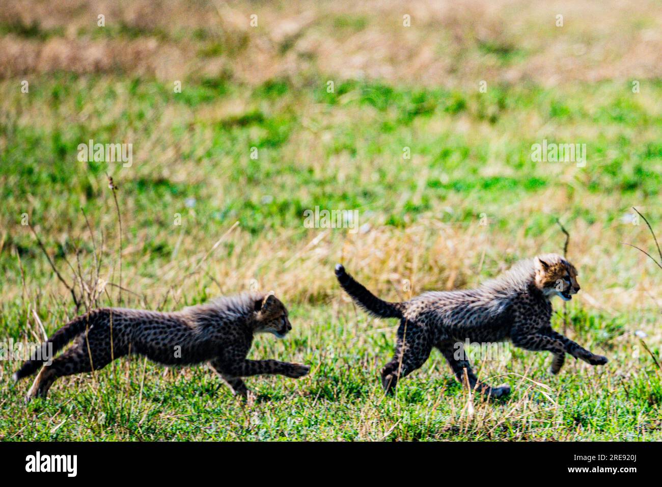Maasai Mara National Reserve is an area of preserved savannah ...
