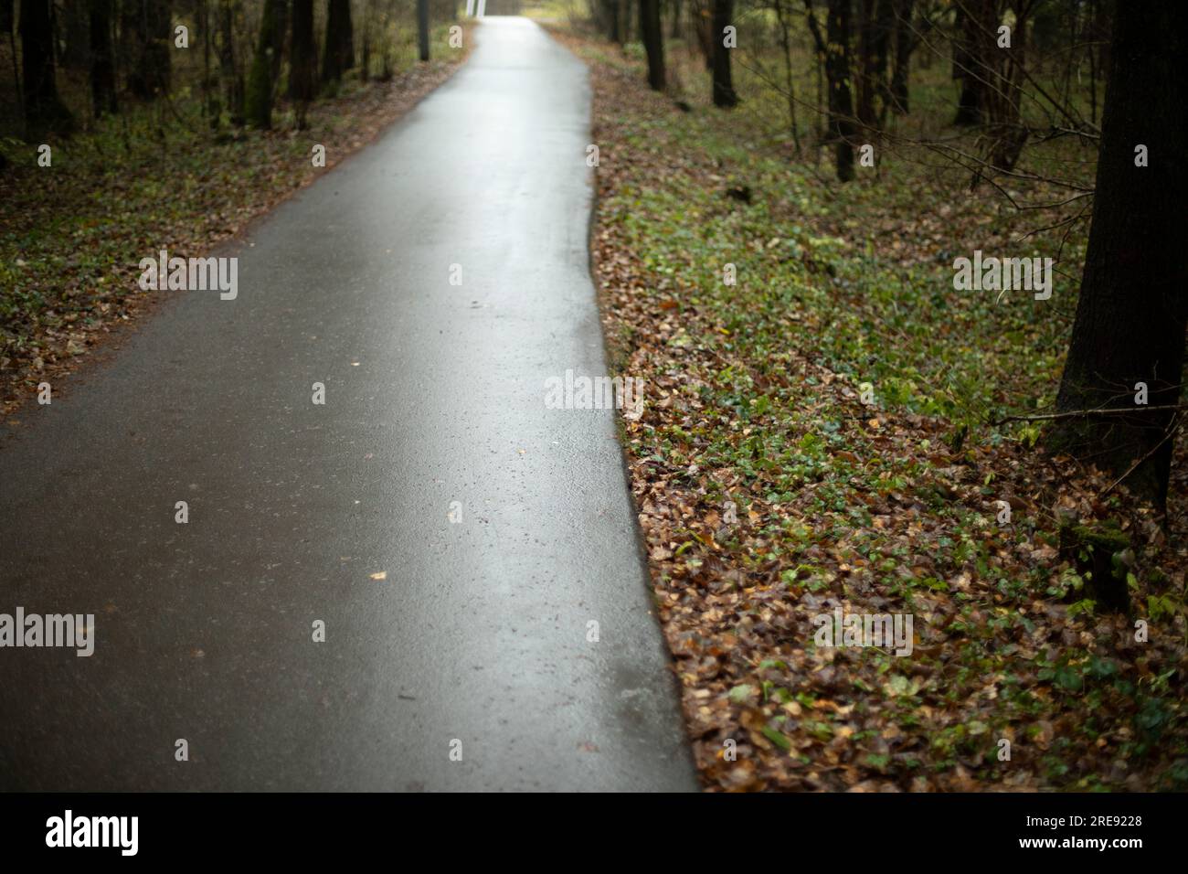 Road in park in autumn. Concrete path in forest. Details of park. Wet ...