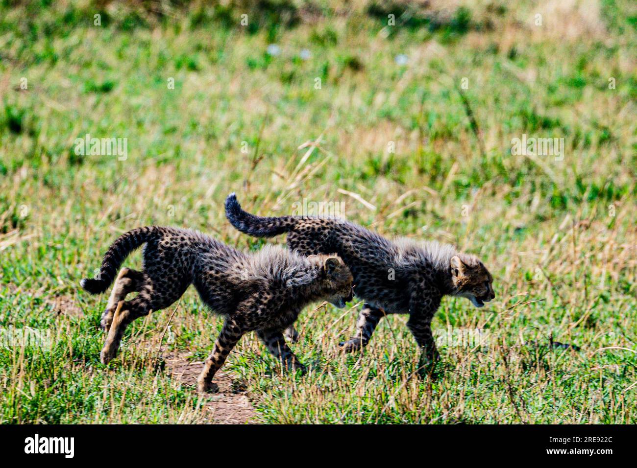 Maasai Mara National Reserve is an area of preserved savannah ...