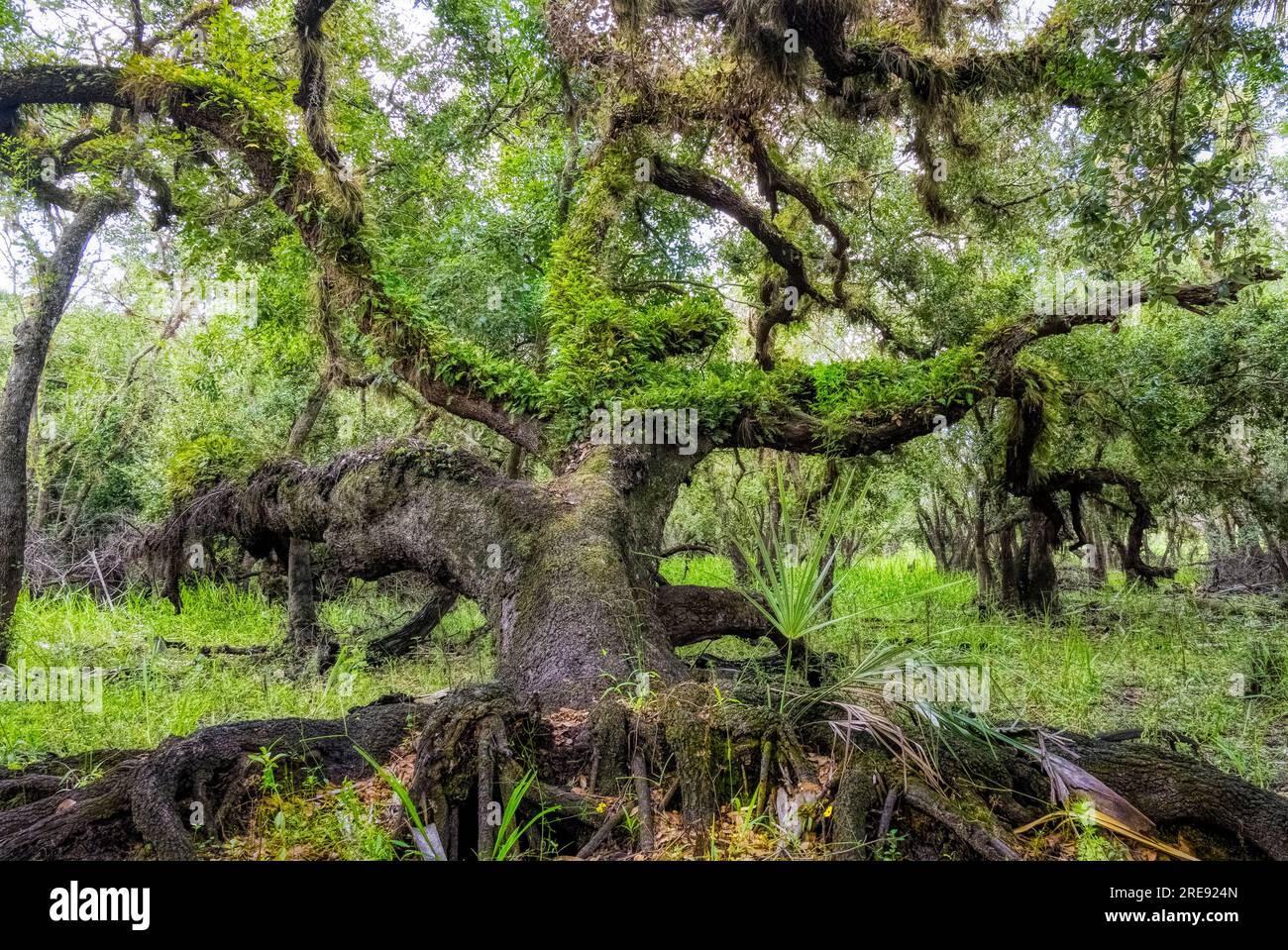 Big oak tree hi-res stock photography and images - Alamy