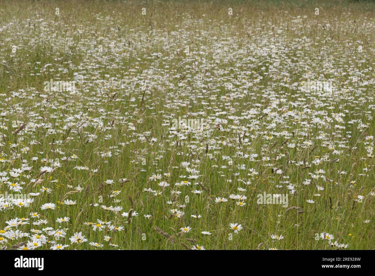 Summer wildflower meadow with moon daisies, also known as oxeye daisy ...