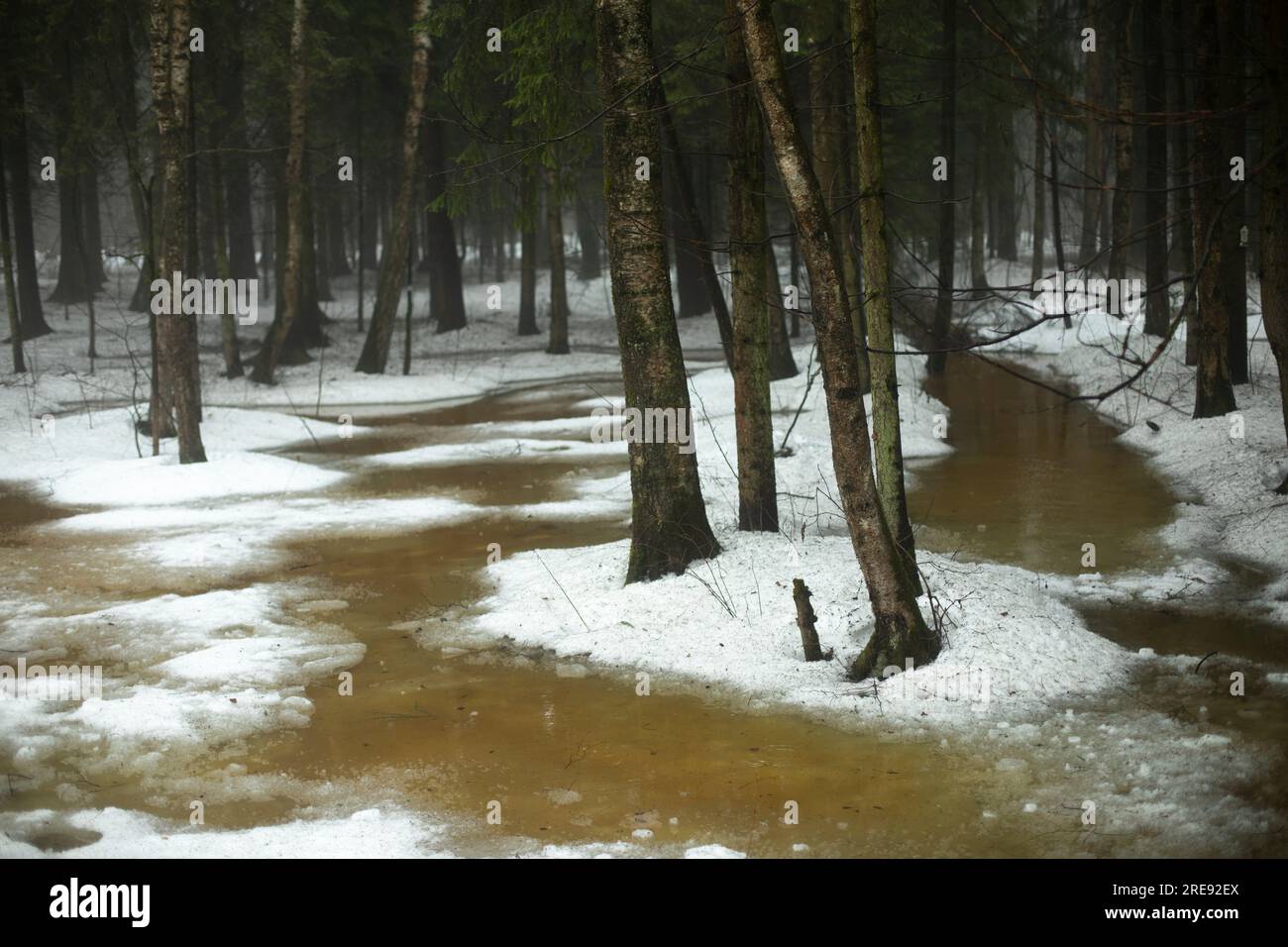 Melt water in forest. Snow melts in forest. Spring melting. Forest in winter Stock Photo - Alamy