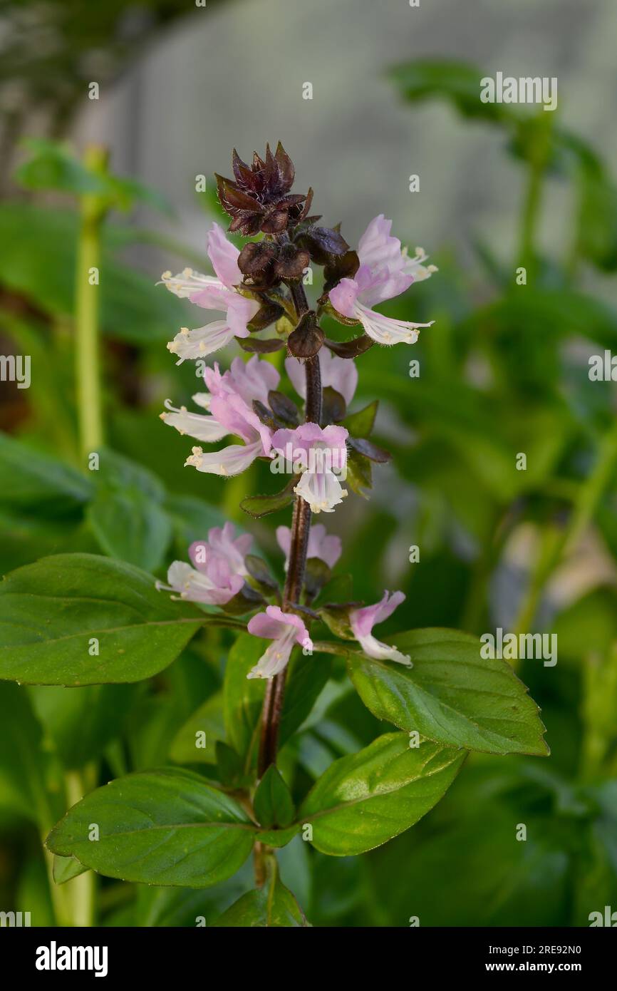 Basil plant outdoor white flowers hi-res stock photography and images ...