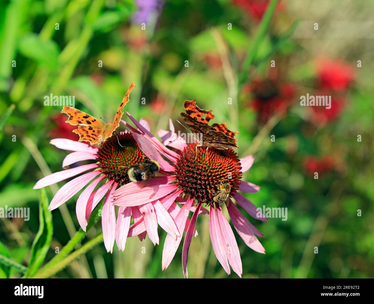 Two Comma Butterflies polygonia c album Stock Photo - Alamy