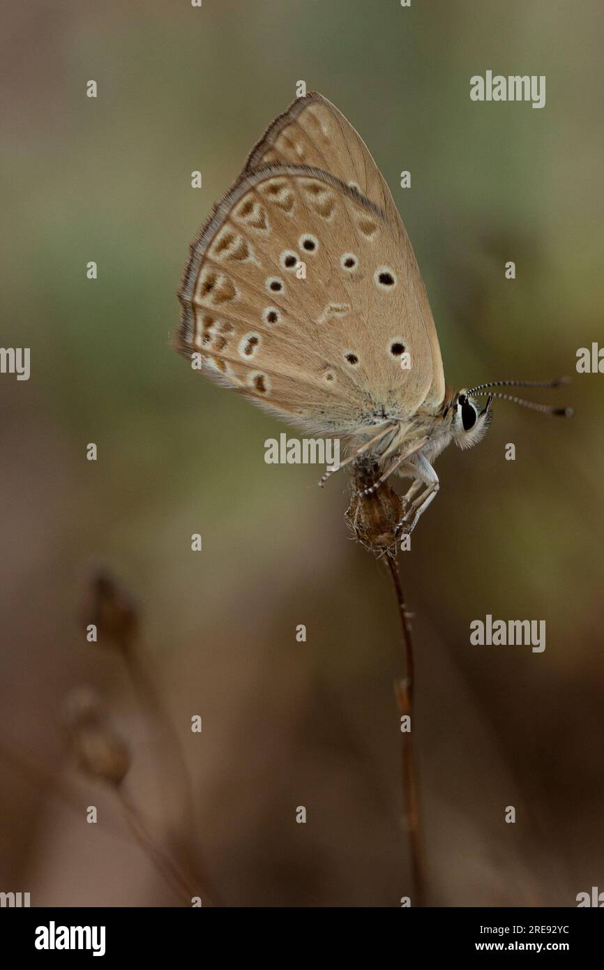 Anomalous blue hi-res stock photography and images - Alamy