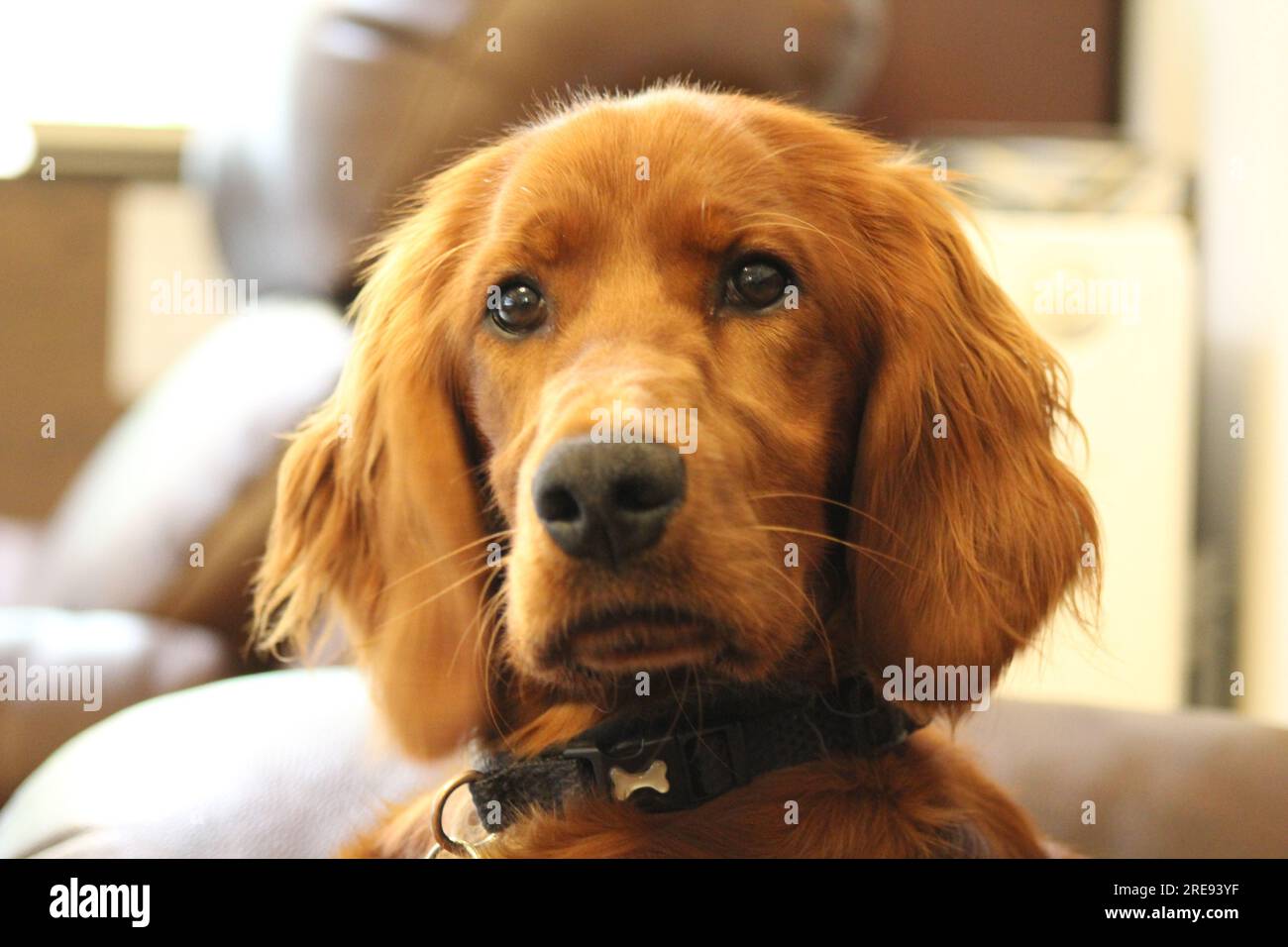 Irish red setter puppy Stock Photo - Alamy