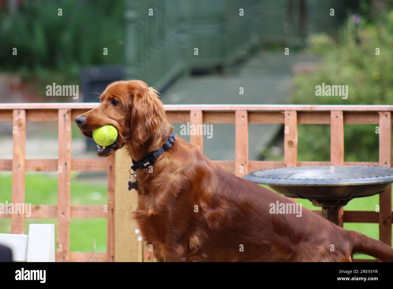 Ball setter hi-res stock photography and images - Alamy