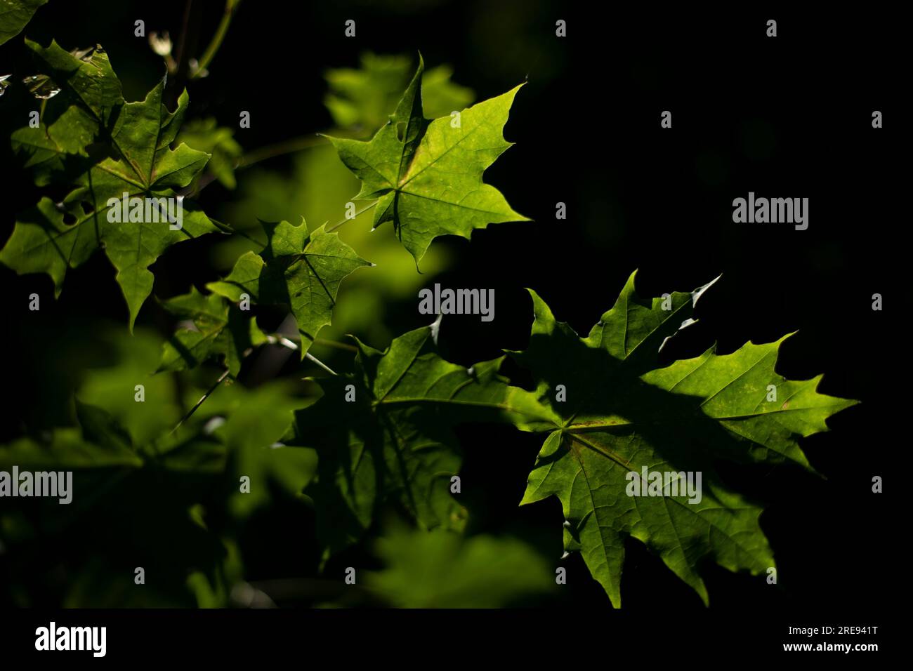 Maple leaves in dark. Wood in detail at night. Maple leaf in electric ...
