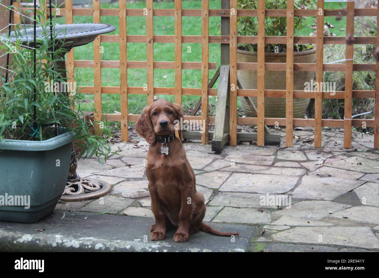 Irish red setter puppy hi-res stock photography and images - Alamy