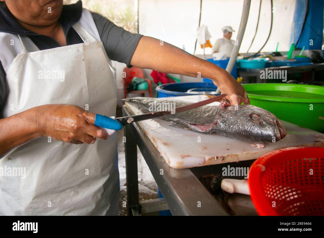 Cleaning fish in the port of Chorrios in the city of Lima in Peru Stock ...
