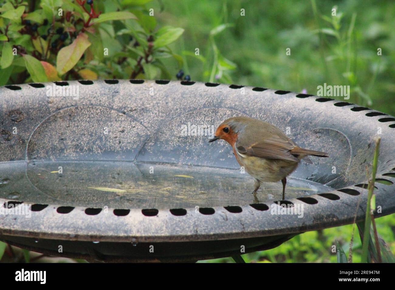 Robin in a bird bath Stock Photo - Alamy