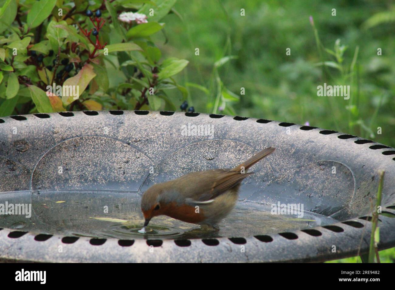 Robin in a bird bath Stock Photo - Alamy