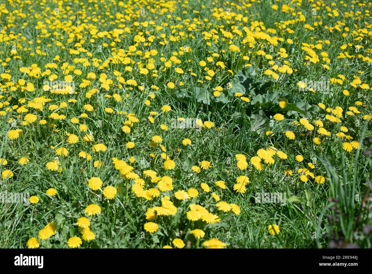 Summer greenery. Natural landscape. Details of summer nature. Plants on ...