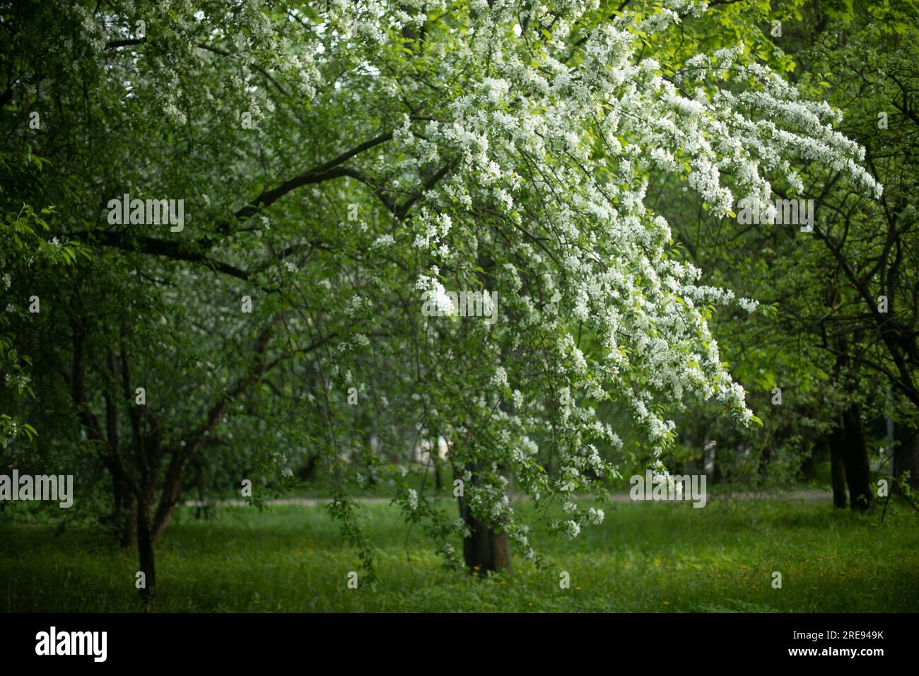 Apple tree in summer. White flowers on tree. Trees in park in spring ...