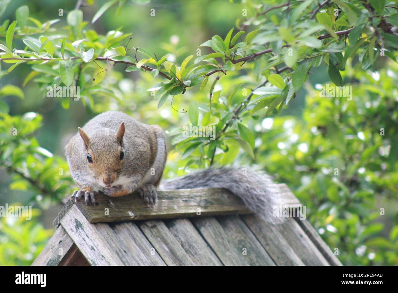 Squirrel on bird table Stock Photo - Alamy