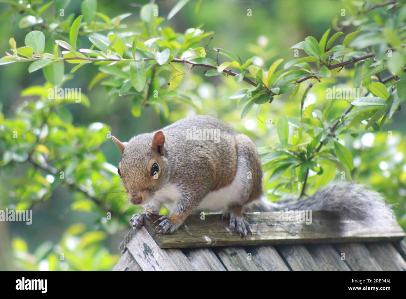 Squirrel on bird table Stock Photo - Alamy