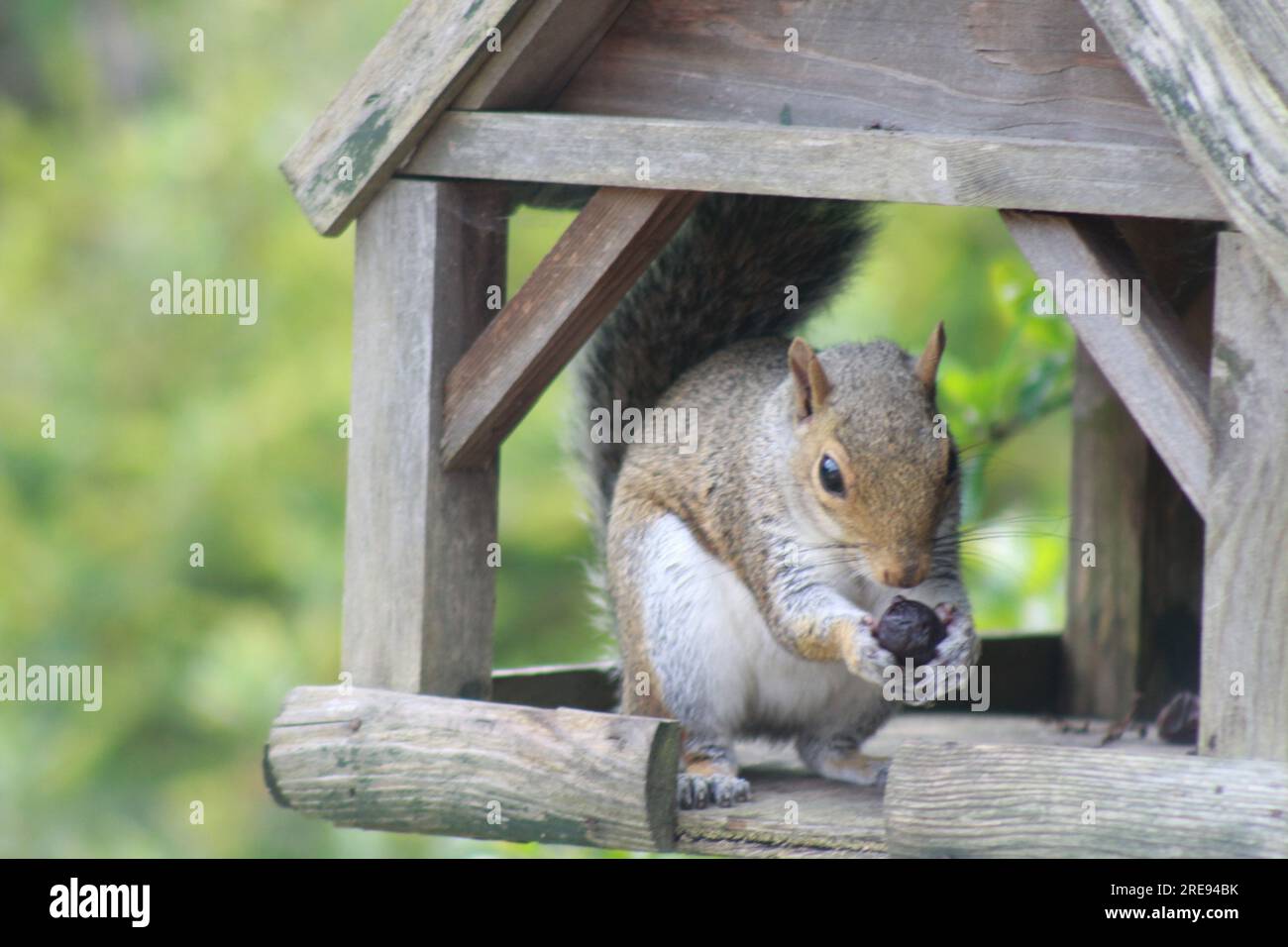 Squirrel eating berry hi-res stock photography and images - Alamy