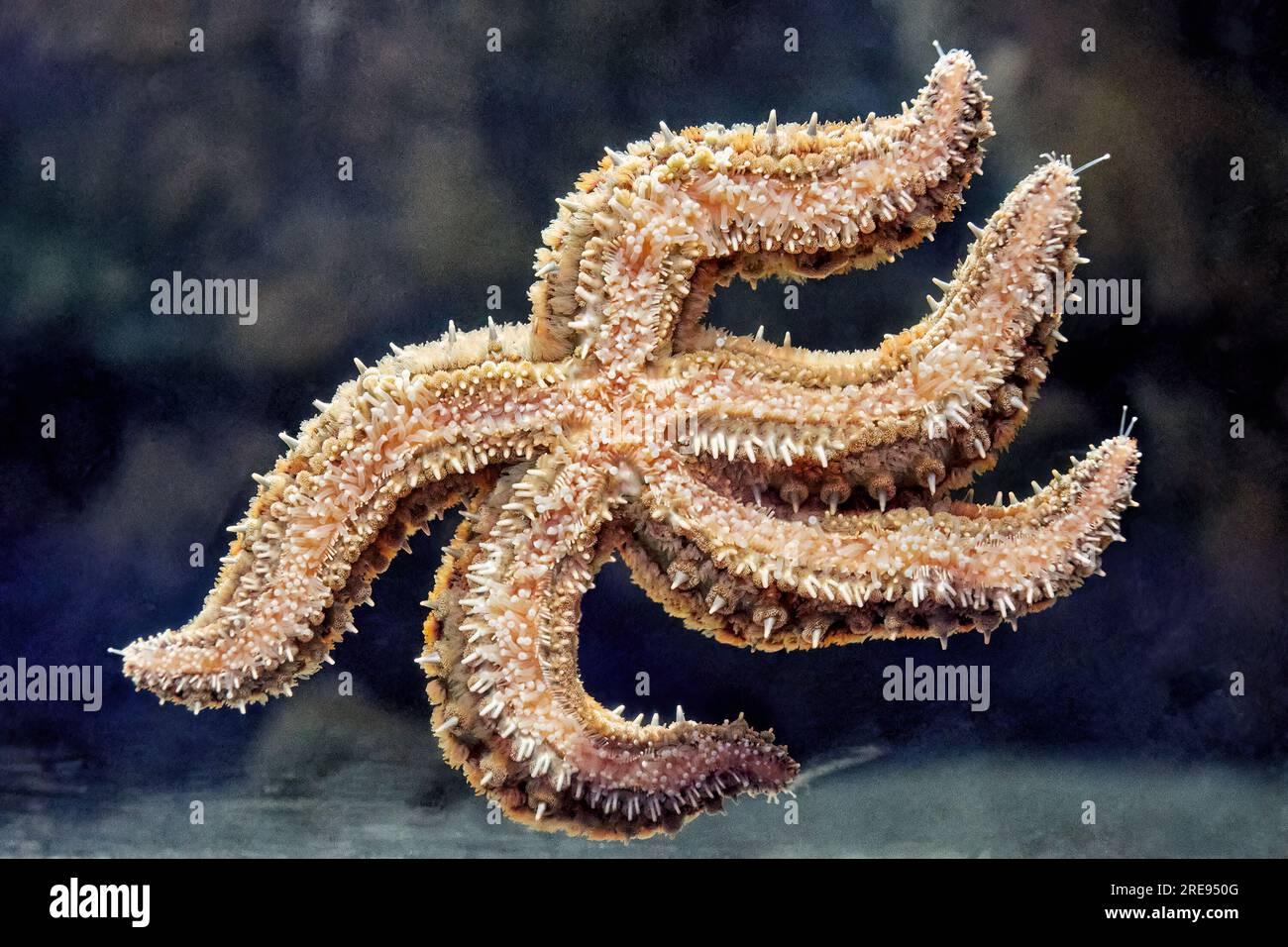 Starfish swimming in the sea water close to the bottom. Wild sea and ...