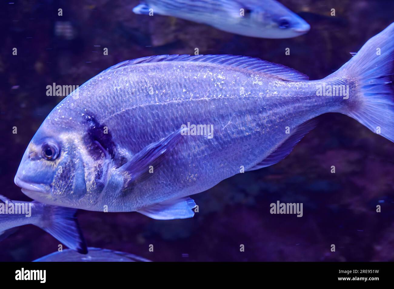 Big gilthead fish swimming in aquarium with other fish. Wild sea and ...