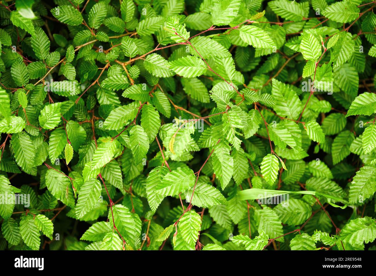 Bright light green leaves on the bush branches background texture ...