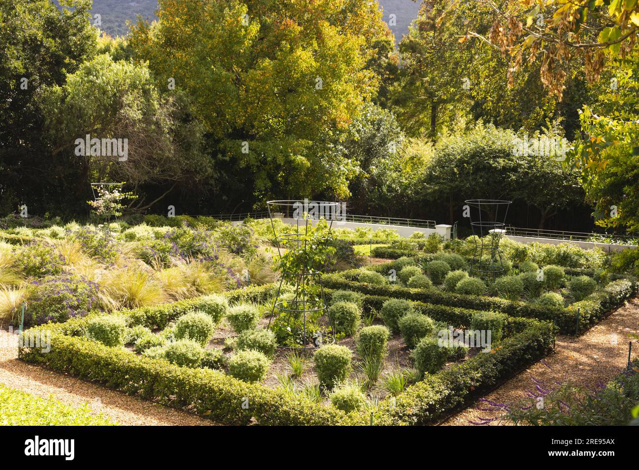 Decorative hedges, gravel paths and lawn in sunny formal garden with ...