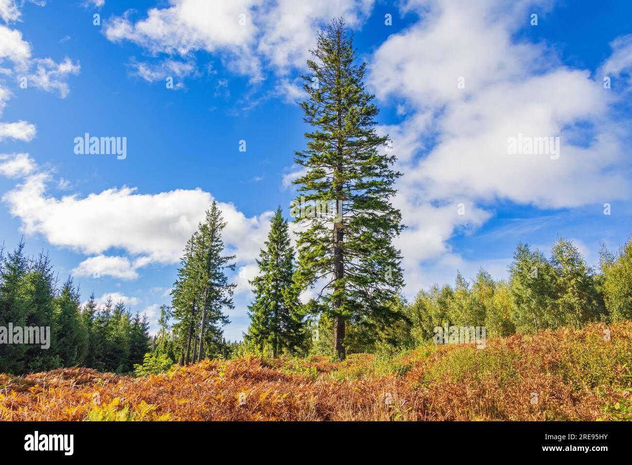 Boreal forest ground plants hi-res stock photography and images - Alamy