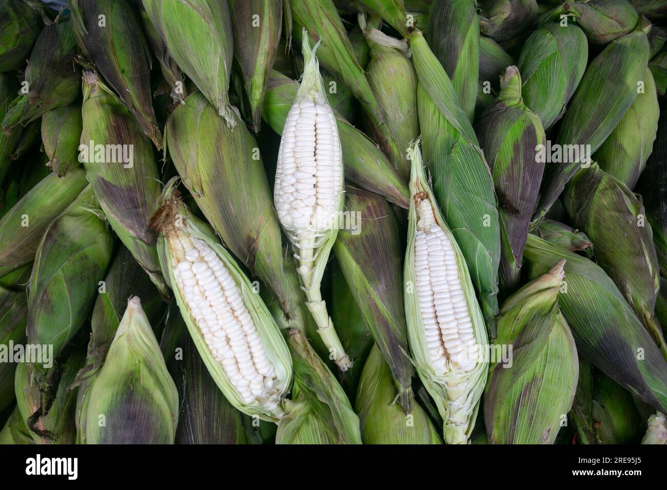 Ears of corn at a stall in the central fruit and vegetable market in ...