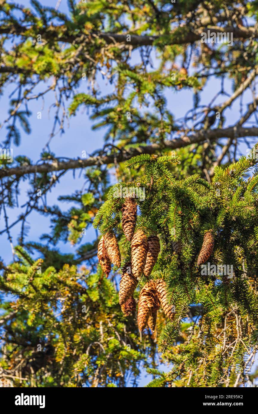 Conifer branch cones hi-res stock photography and images - Alamy