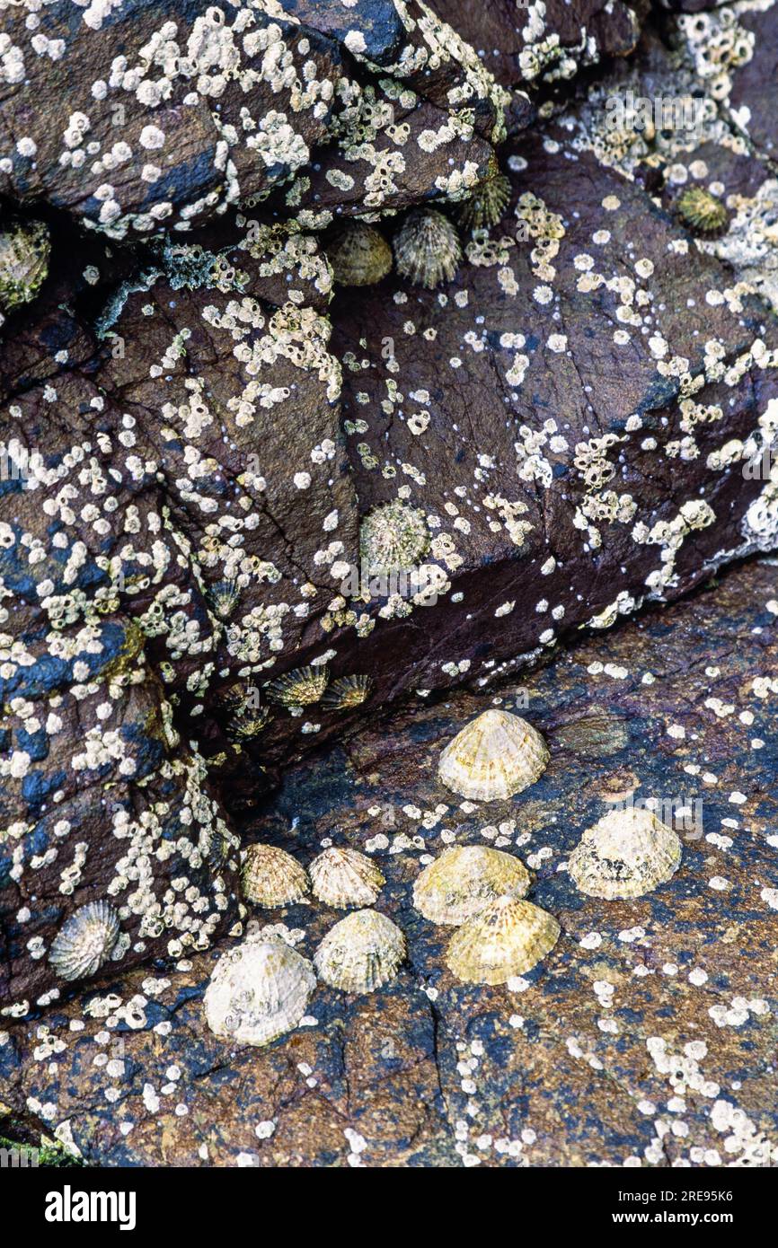 Clams and barnacles on a rock by the sea Stock Photo - Alamy