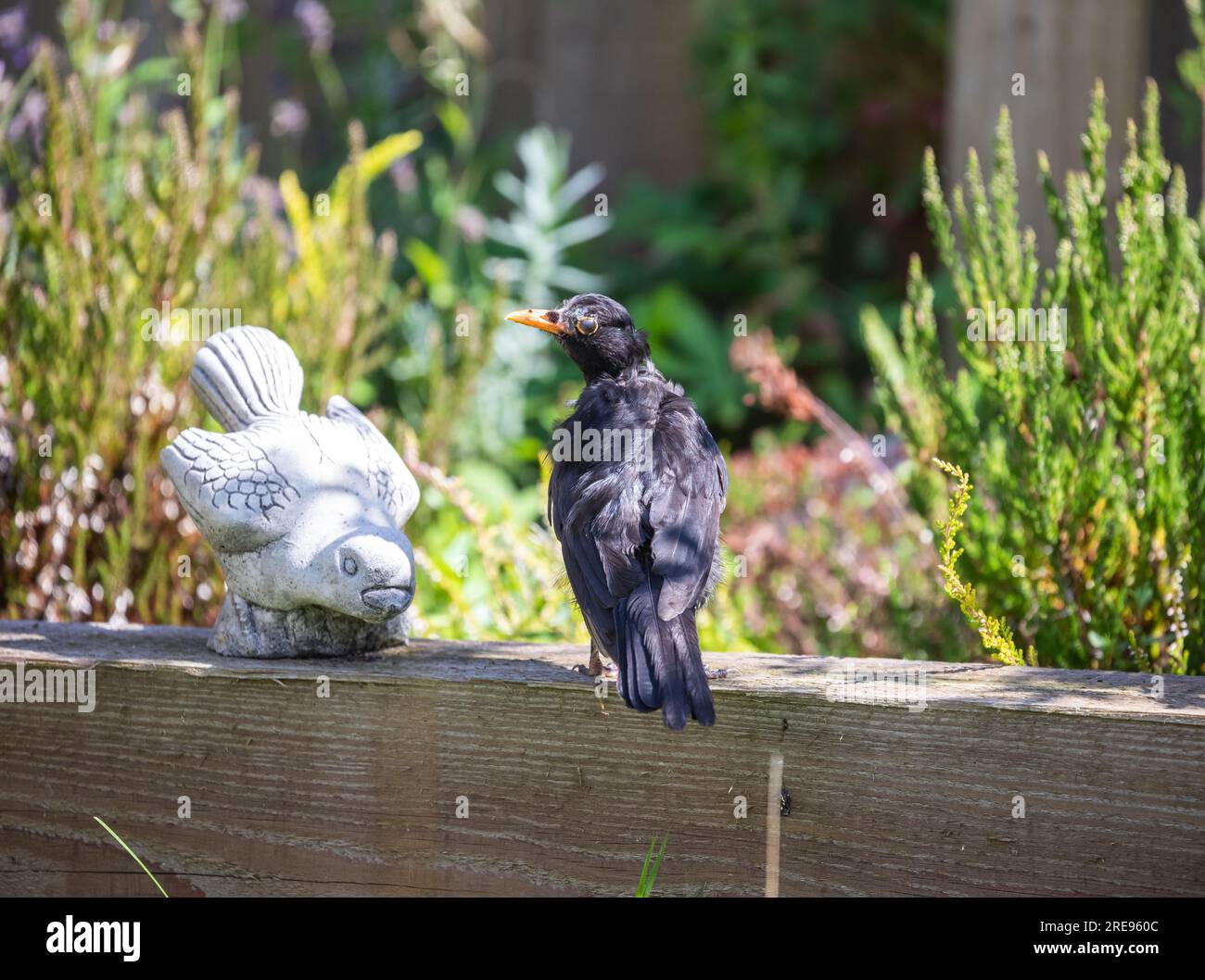 Scruffy Blackbird sitting next to garden ornament of a bird in a garden ...
