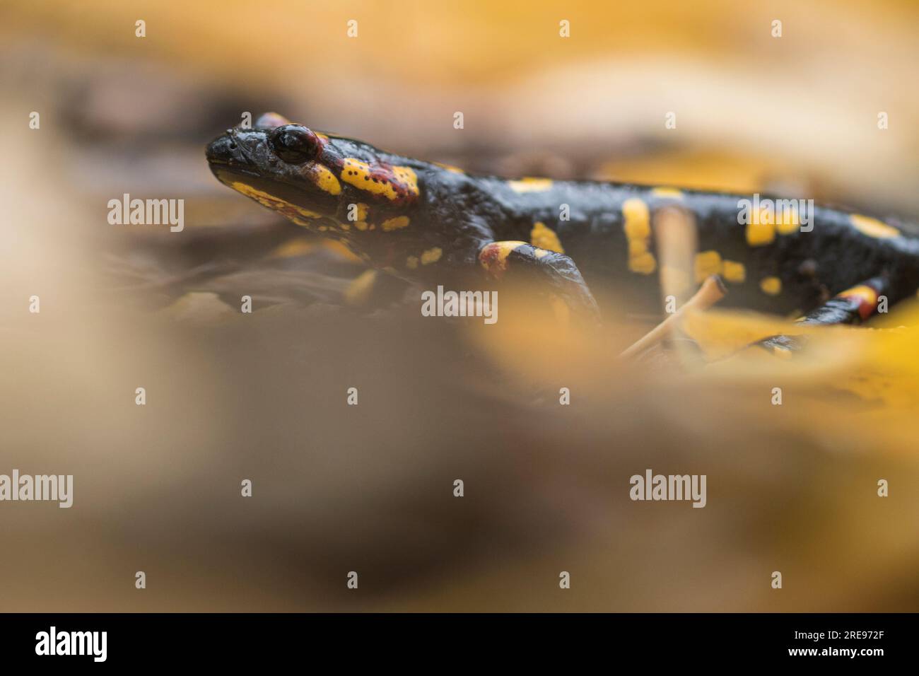 Selective focus of black and yellow fire salamander crawling on ...