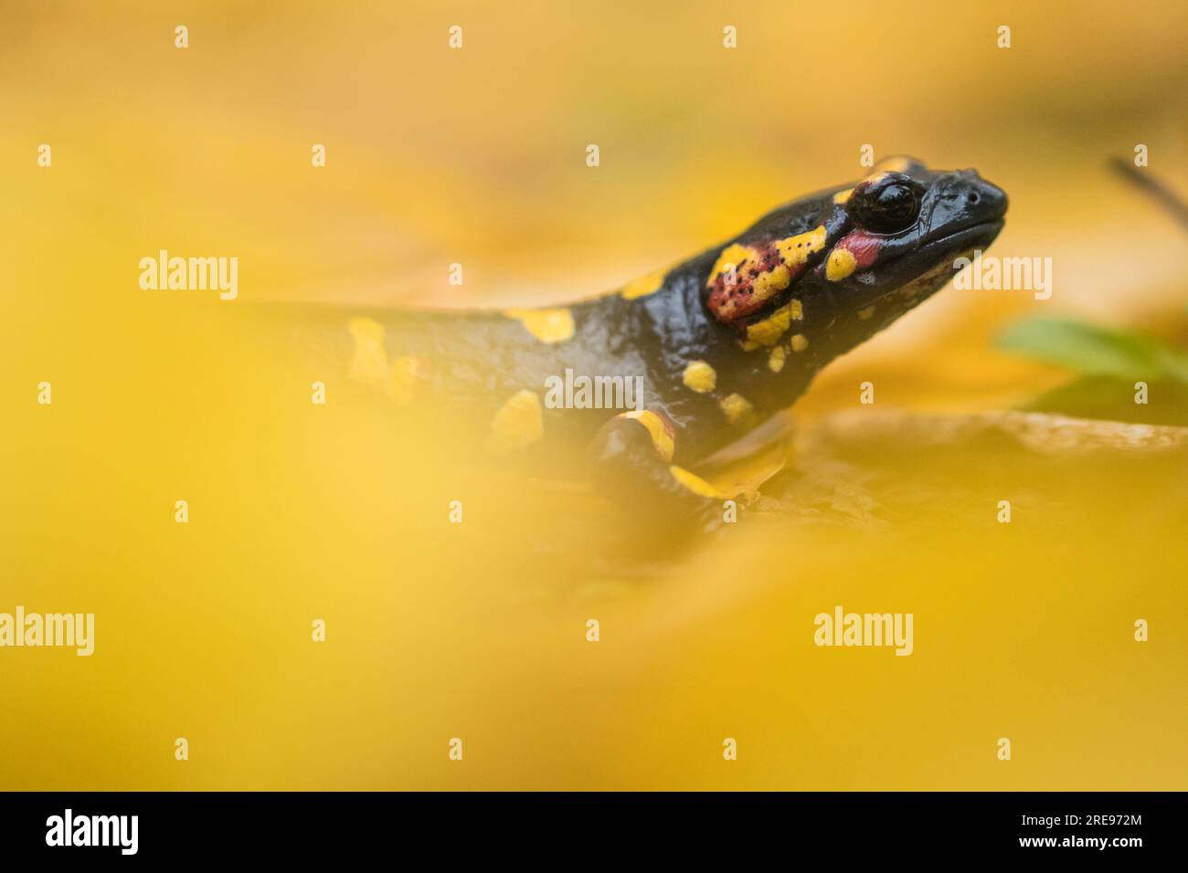 Selective focus of black and yellow fire salamander crawling on ...