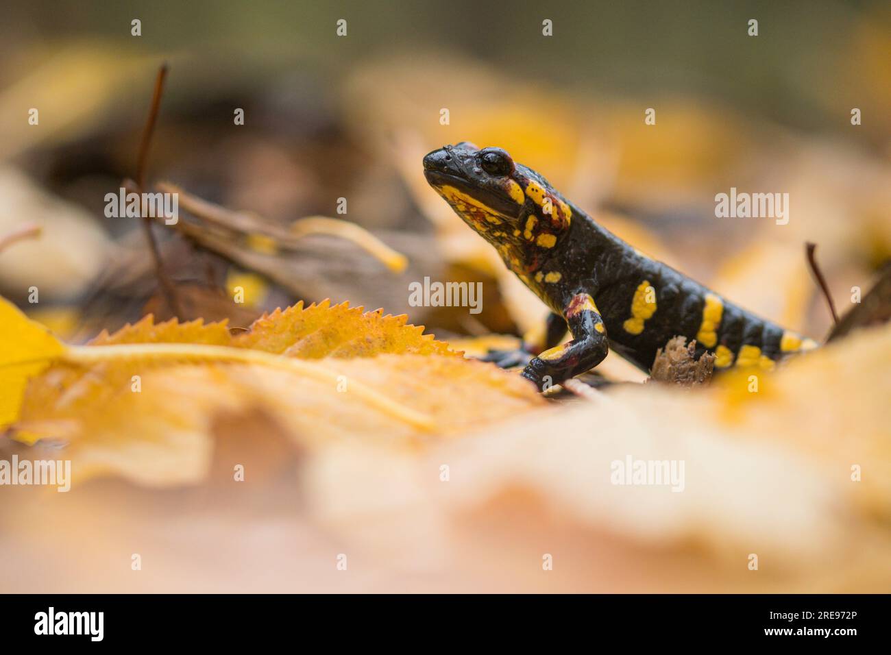 Selective focus of black and yellow fire salamander crawling on ...