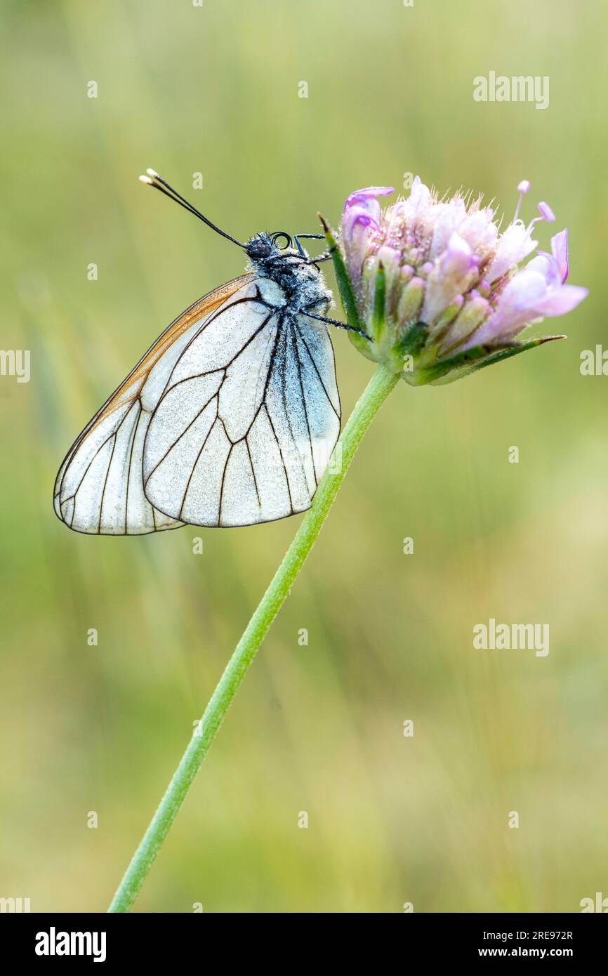 Selective focus of wild butterfly with white and blue wings sitting on ...