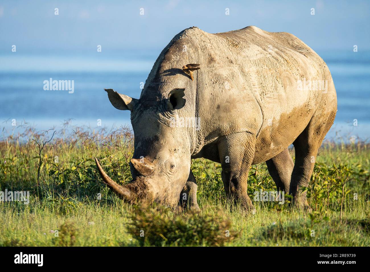 Adult wild rhino with horn feeding on verdant grassy meadow near calm ...