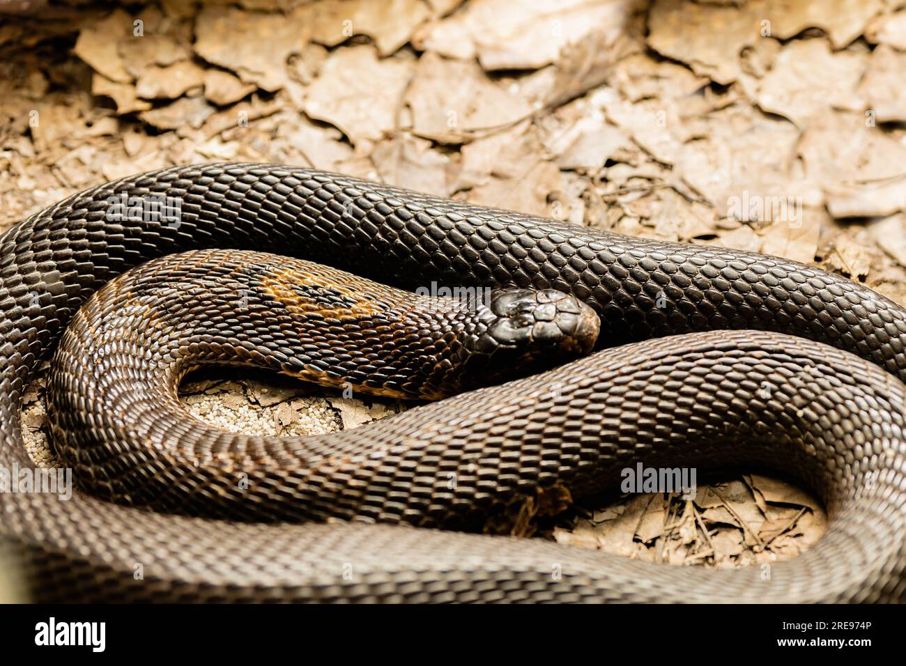 From above of poisonous coastal taipan with dark skin wriggling on ...
