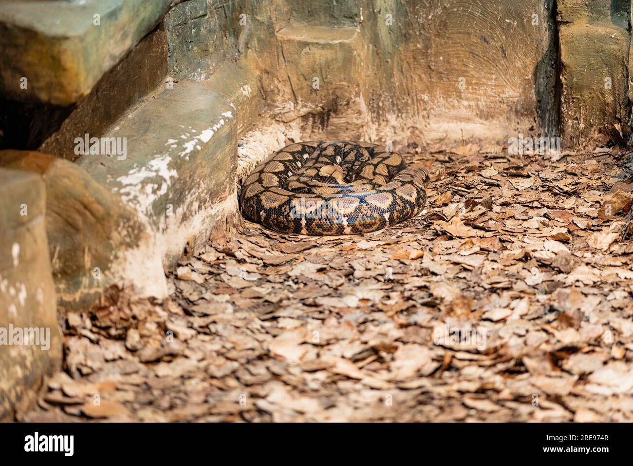 Dry leaves snake hi-res stock photography and images - Alamy