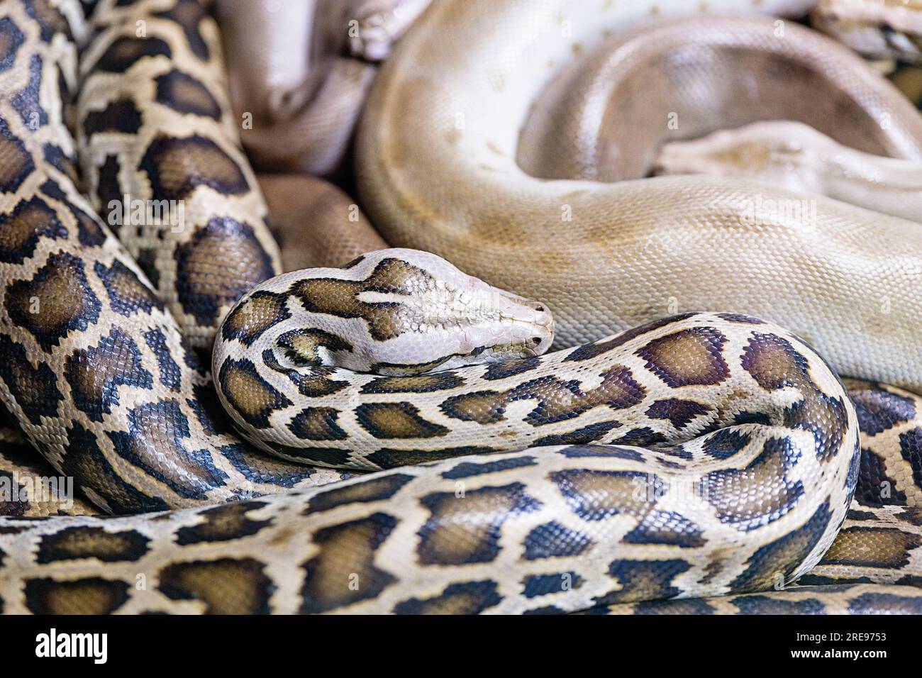 From above of large terrifying Indian pythons with skin reflecting ...