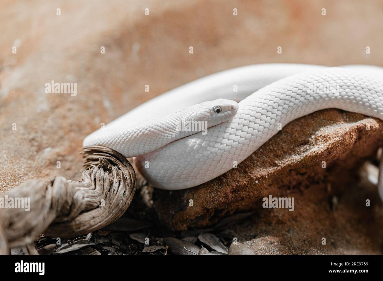 White spectacled cobra with scaly skin lying on stony ground on sunny ...