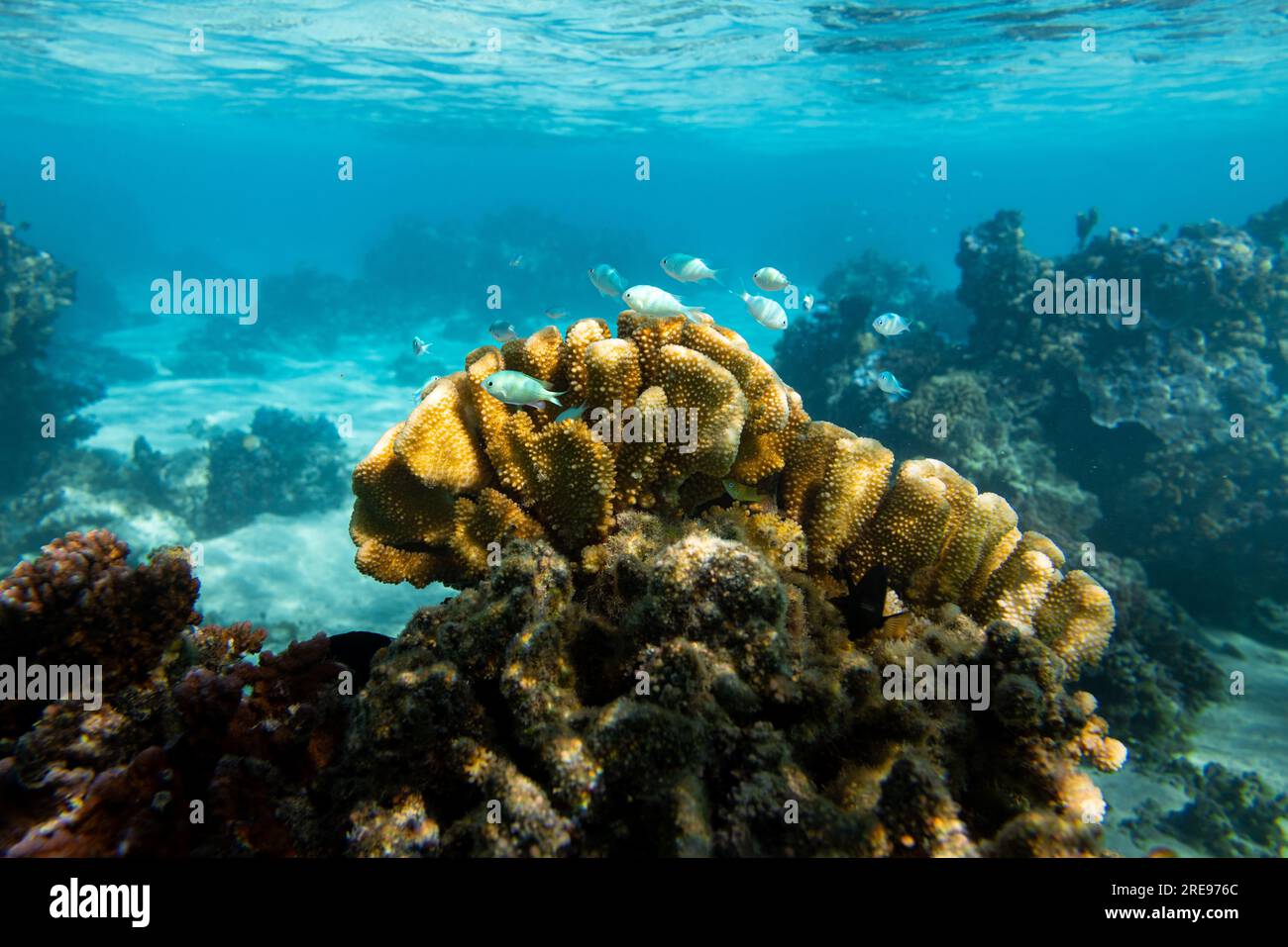 Amazing underwater view of various corals and green plants growing in ...