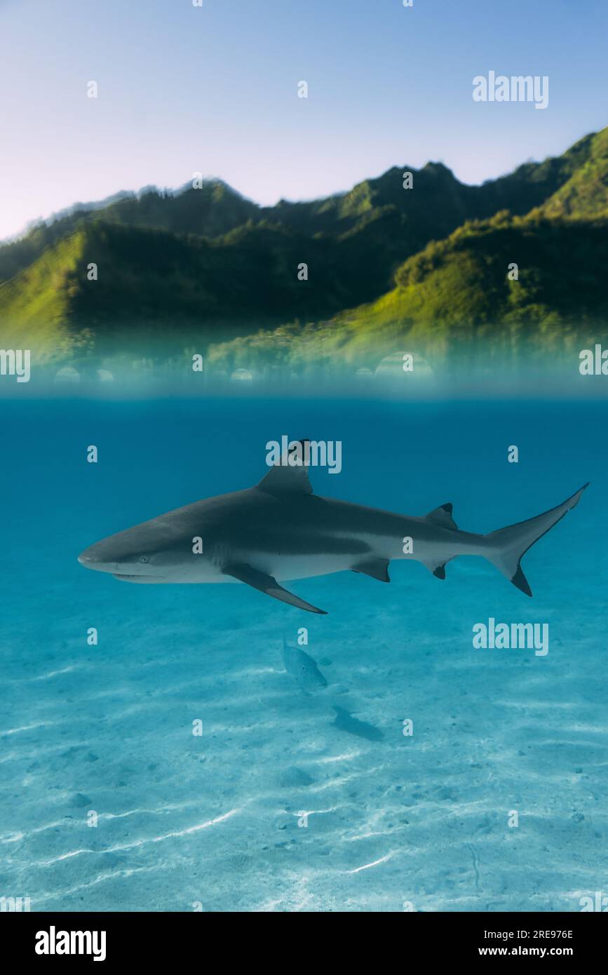 Picturesque view of swimming shark in clear sandy floor blue sea with ...