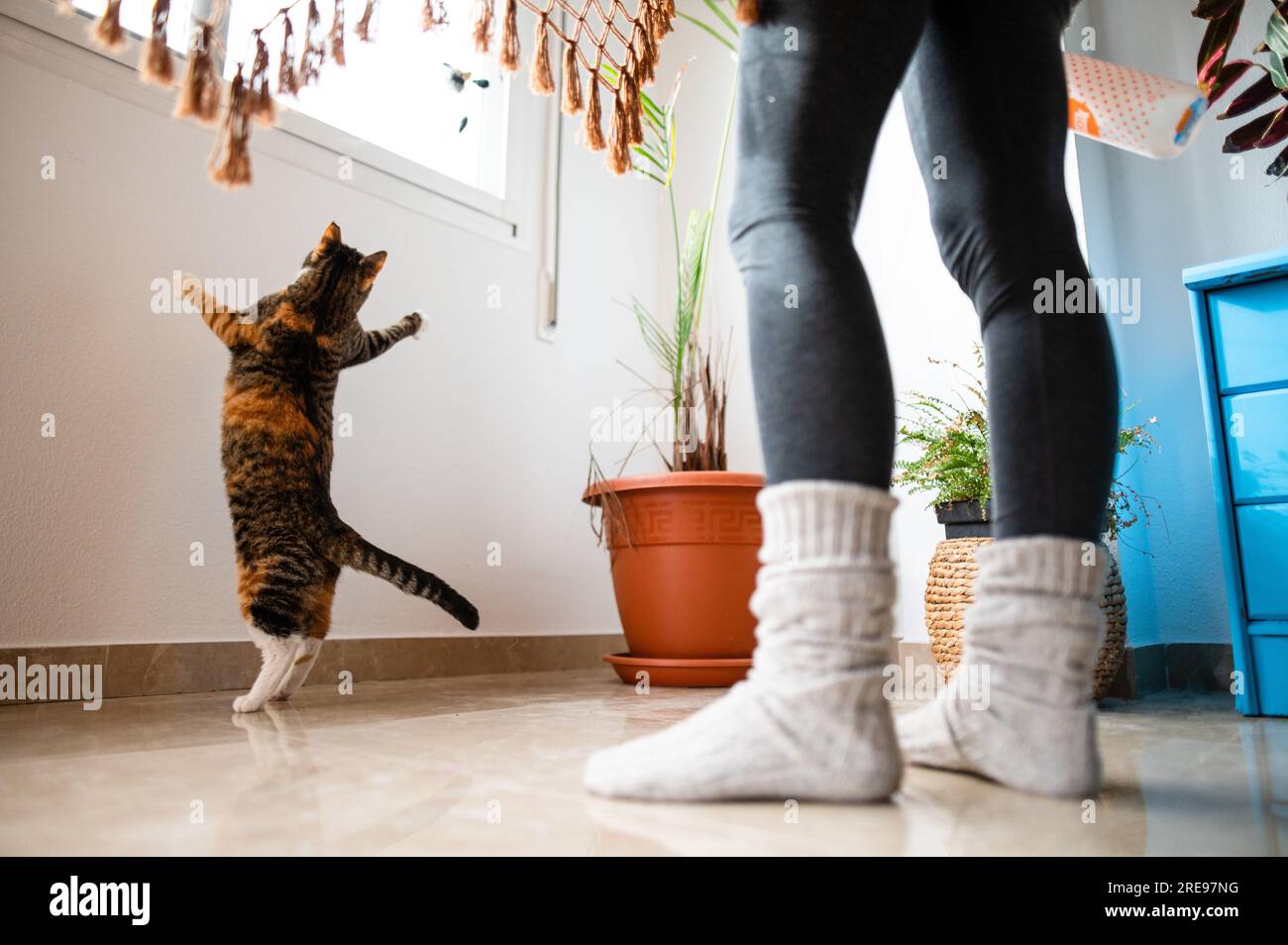 Crop anonymous person in leggings and socks standing with cute black ...