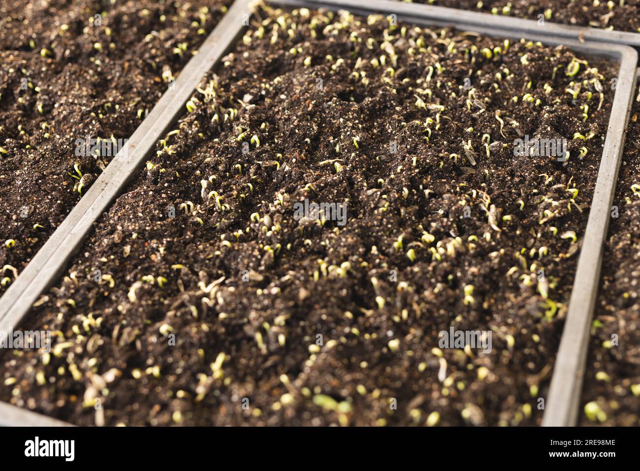 Seedlings in pots hi-res stock photography and images - Alamy