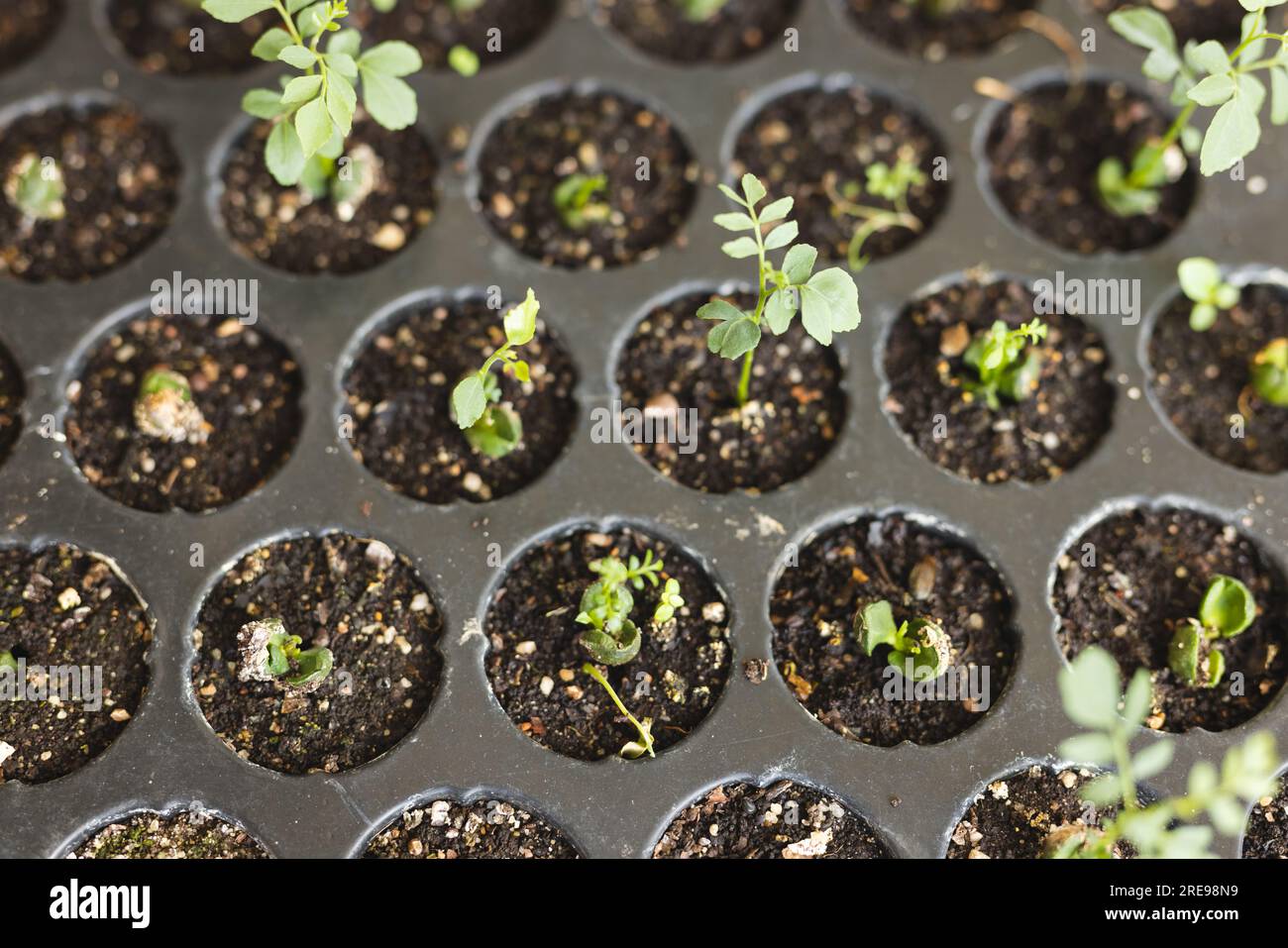 Seedlings in pots hi-res stock photography and images - Alamy