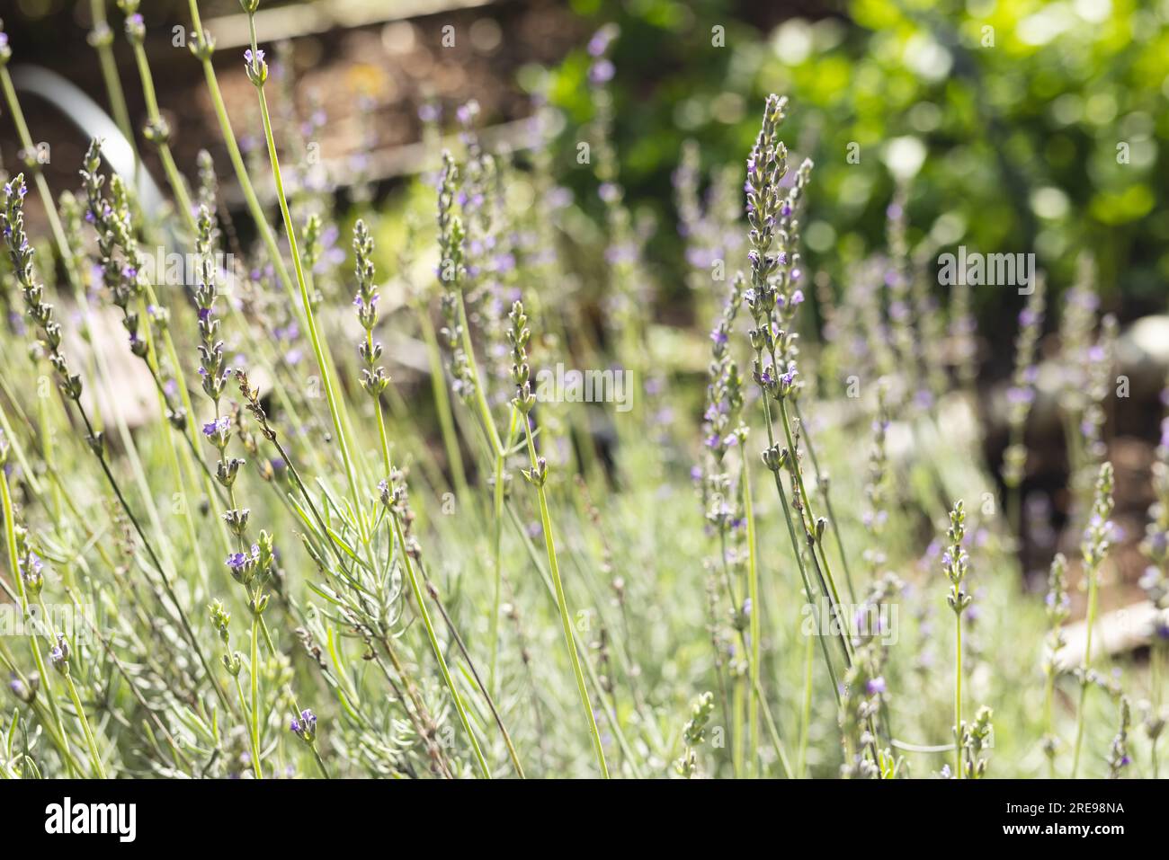 Meadow in the garden hi-res stock photography and images - Alamy