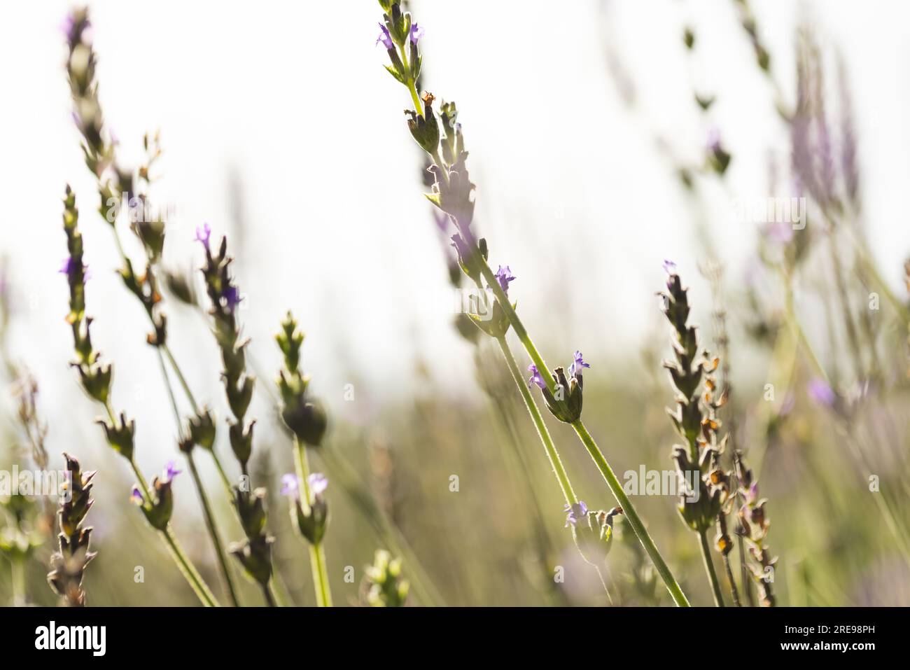 Meadow in the garden hi-res stock photography and images - Alamy