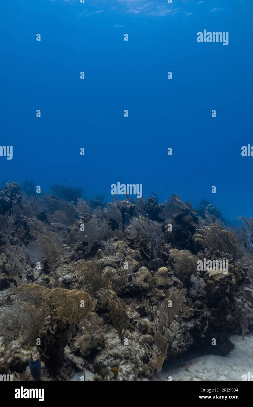 Amazing underwater view of exotic coral reefs on bottom of blue ocean ...