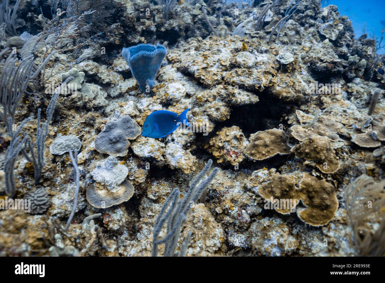 Small blue fish swimming near brown coral reef in deep transparent sea ...