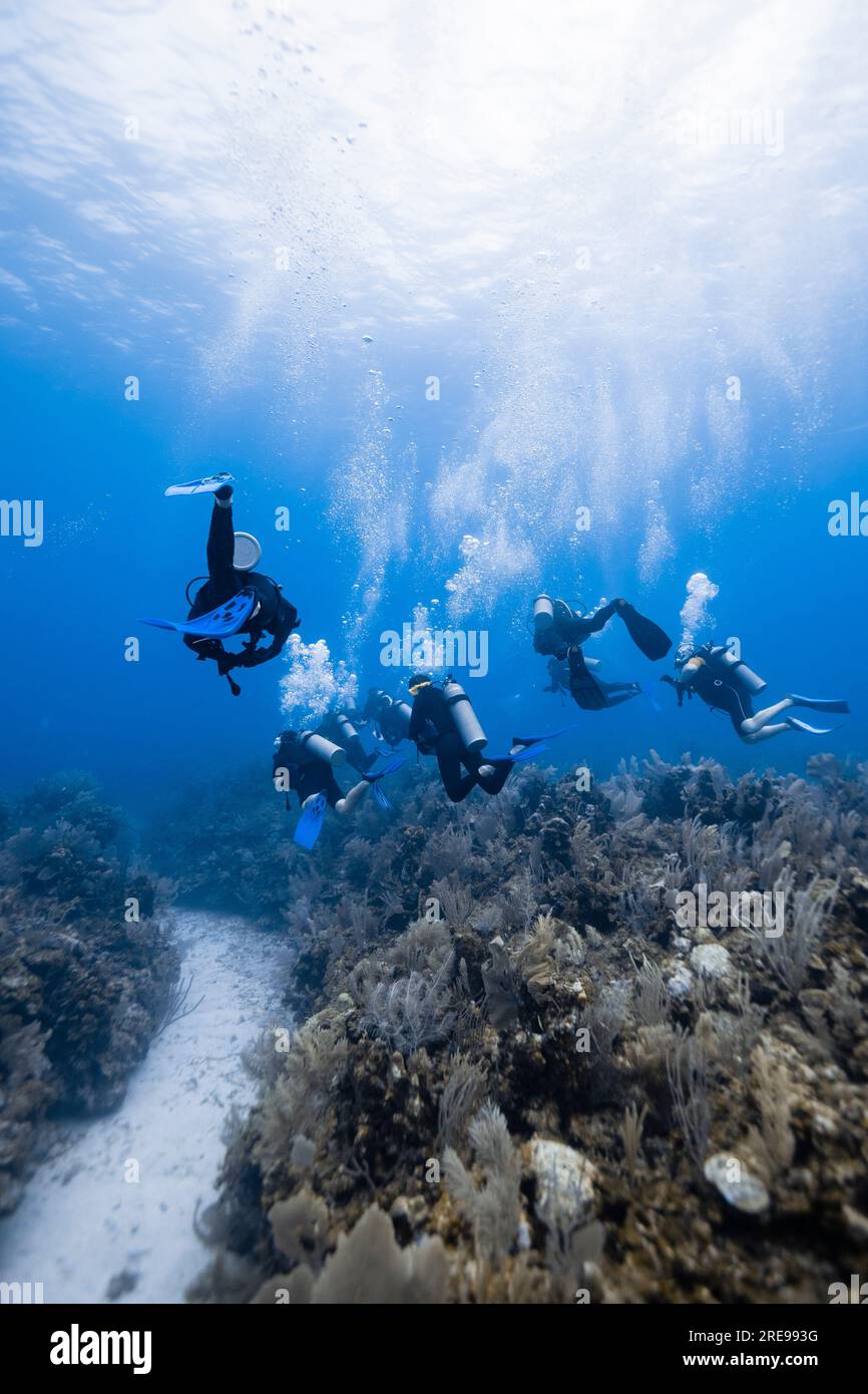 Many scuba divers in fins, masks and dive suits with tanks swimming ...