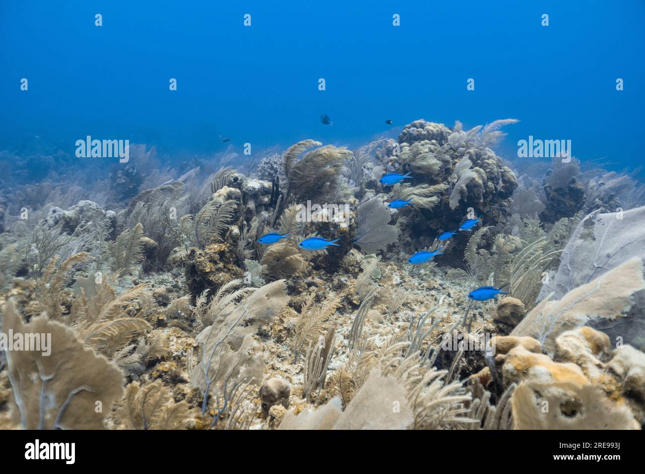 Amazing underwater view of exotic coral reefs on bottom of blue ocean ...